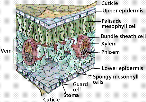 ACTIVITY 1 PHOTOSYNTHESIS ACTIVITY 1 PHOTOSYNTHESIS